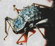 Seychelles invertebrates